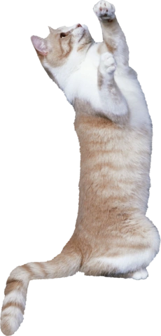 cat PNG images,download free cat transparent PNG images and cat ...