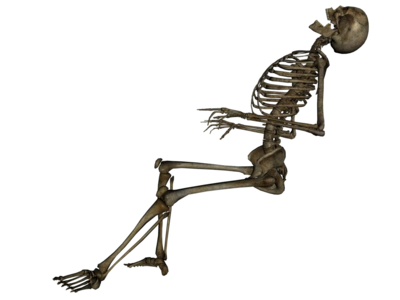Skeleton PNG Transparentní obrázek, Skeleton PNG Photos
