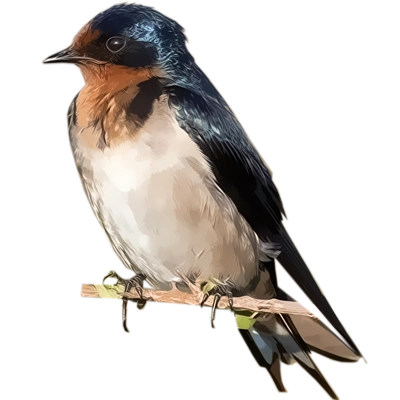 Free download Swallow PNG Transparent Background Picture,Swallow free ...