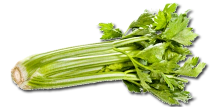 Celery PNG Transparent Picture,Celery Transparent Image