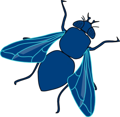 HD transparent background Fly png free download,Fly png transparent file