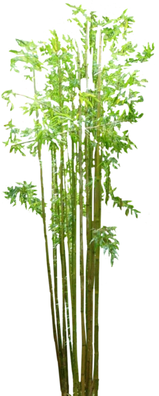 free download Bamboo Transparent PNG Images,Bamboo backgrounds PNG ...