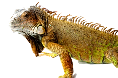 HD transparent bakgrund Iguana png gratis nedladdning, Iguana png ...