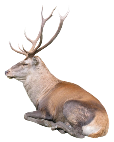 Sobí PNG transparentní HD fotografie, sobí pozadí transparentní PNG obrázek