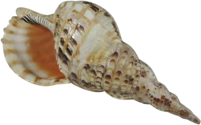 Download transparent Conch png hd quality,conch shell no png no background