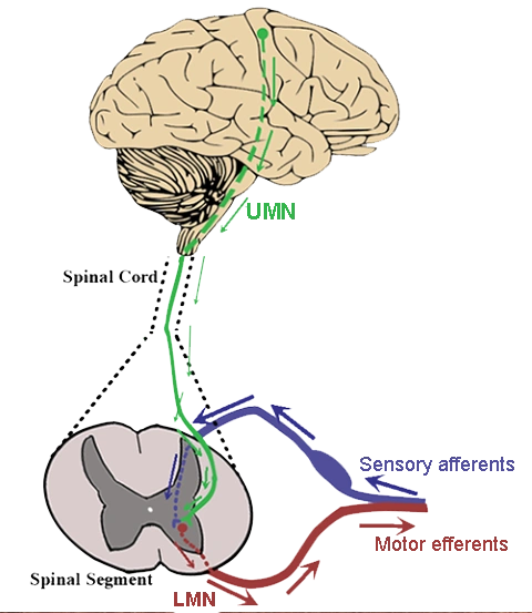 Free download upper motor neurons from the brain synapse onto lower ...