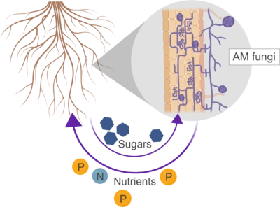 Free download fungi associate with plant roots,forming a symbiotic,soil ...
