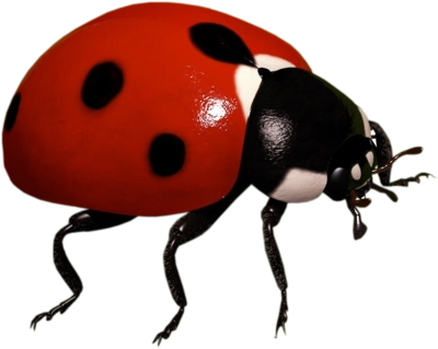 Ladybug insect png image free download,lady bug png transparent picture