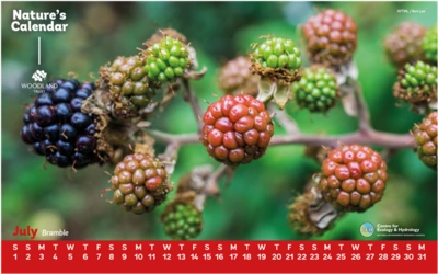 Free download use our bramble desktop wallpaper this month to remind ...