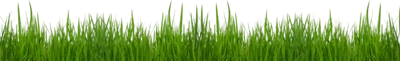 Lawn Grass Transparent PNG